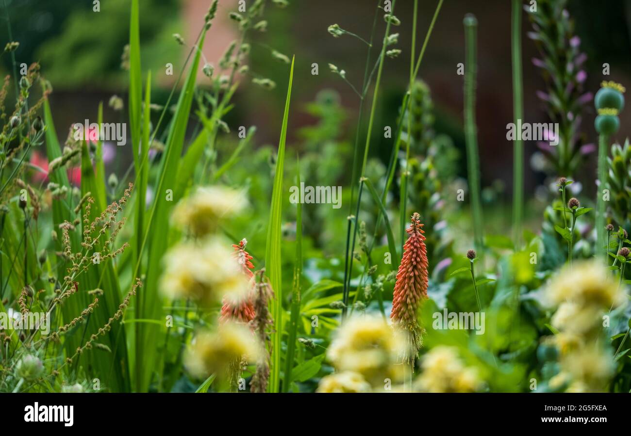 Colourful summer flowers photographed in late June at Eastcote House ...