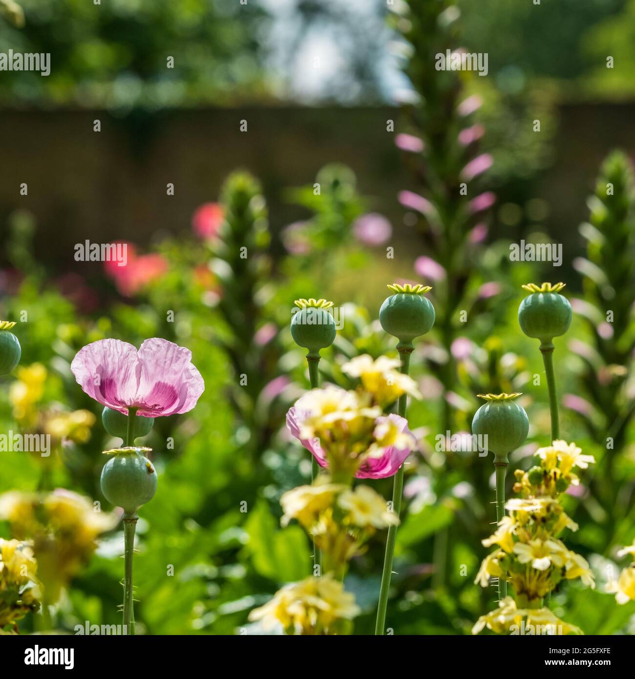 Colourful summer flowers photographed in late June at Eastcote House ...