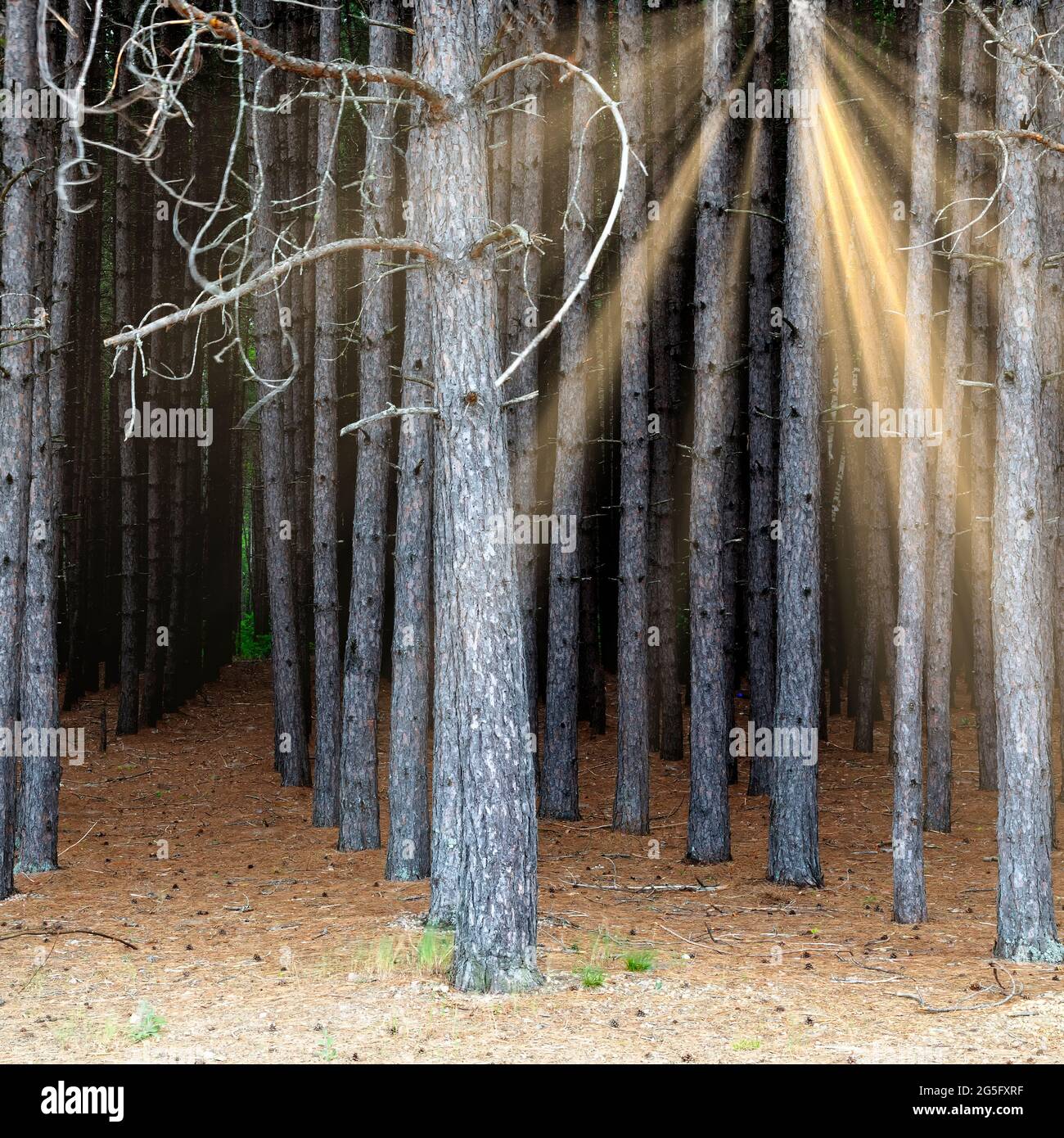 Evergreen Tree Trunks with sun beams filtering through, Ontario, Canada ...