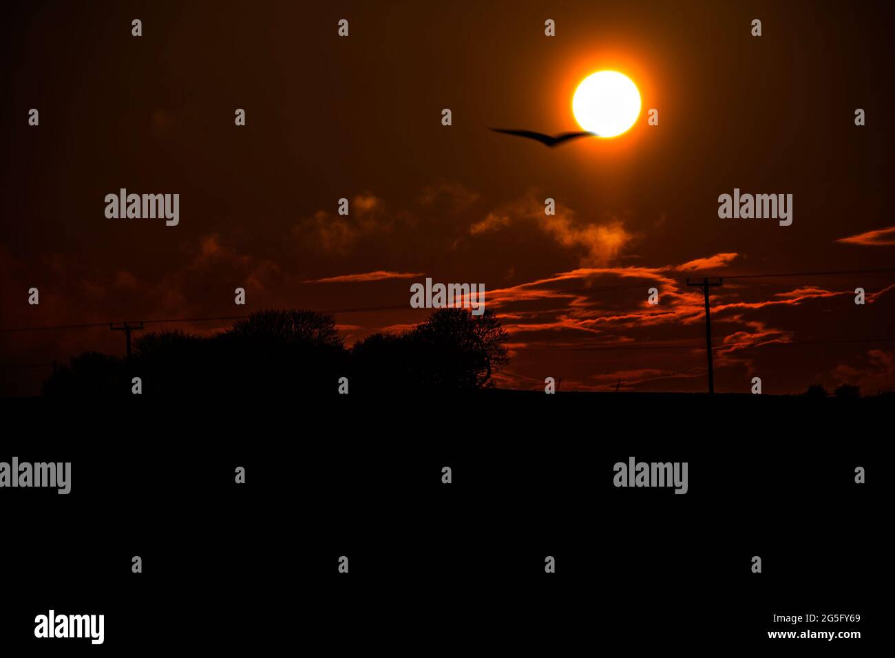Bird flying time lapse hi-res stock photography and images - Alamy