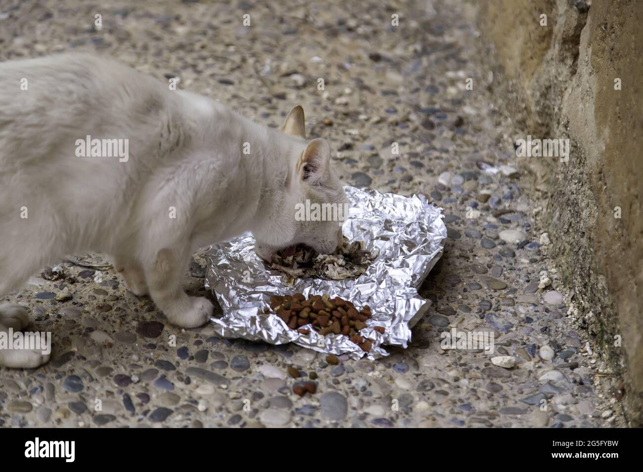 Stray cats eating in the street, detail of abandoned animals Stock ...