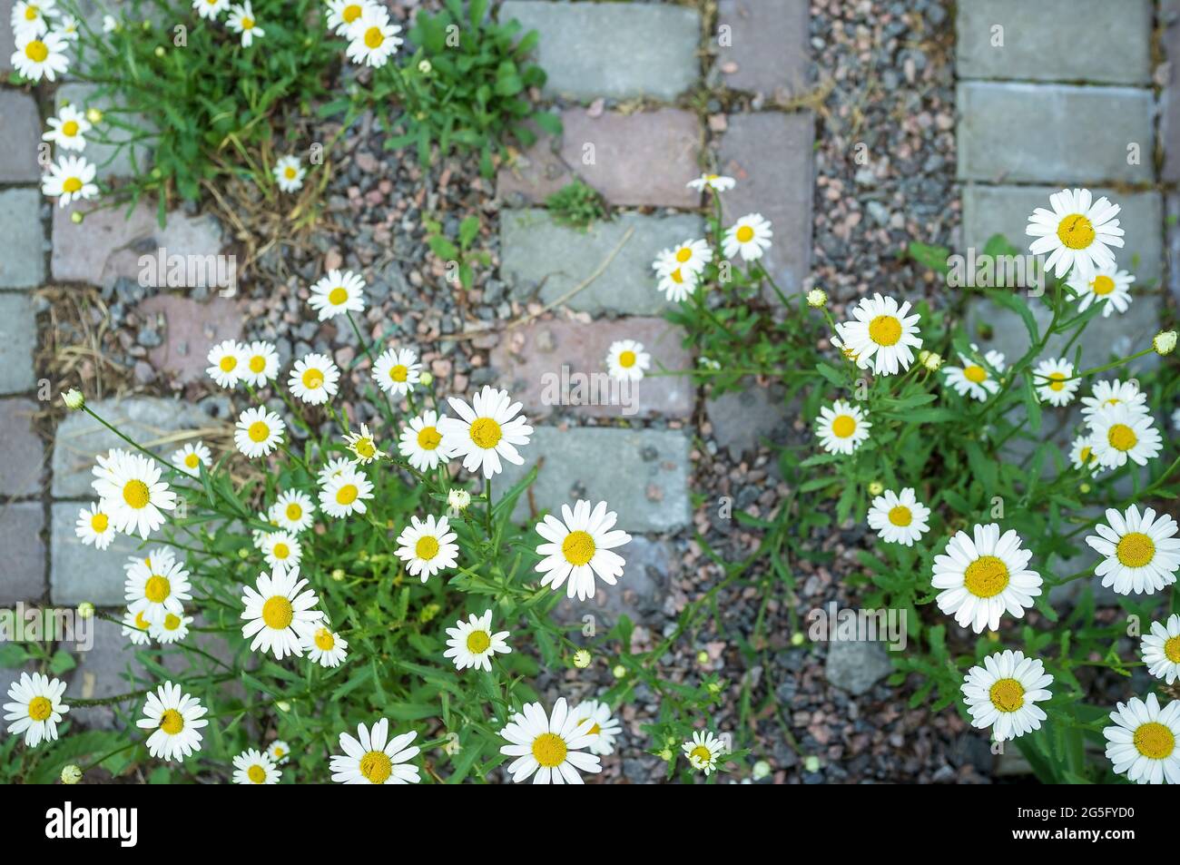 Beautiful small flowers hi-res stock photography and images - Alamy
