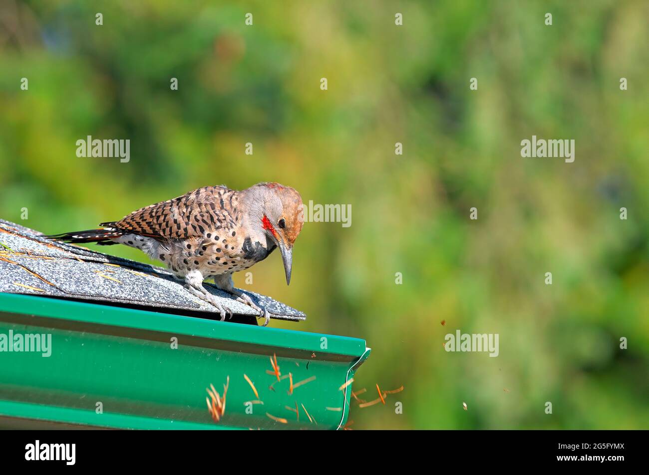 Northern flicker bird hi-res stock photography and images - Alamy