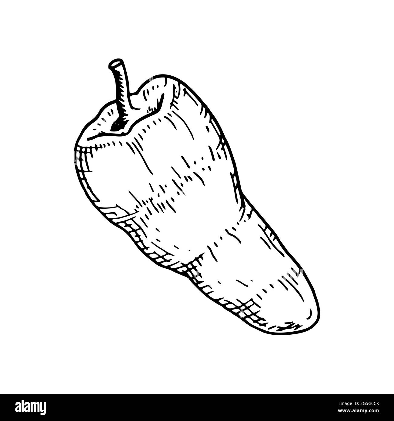 Hand drawn pepper isolated on white background. Vector illustration in ...