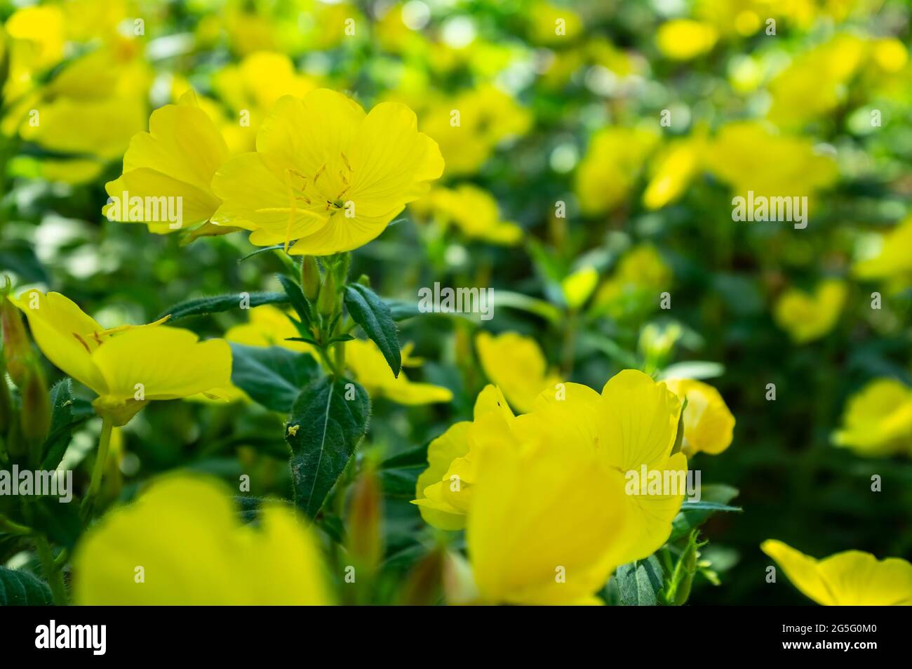 Beautiful yellow flowers little flowers hi-res stock photography and ...