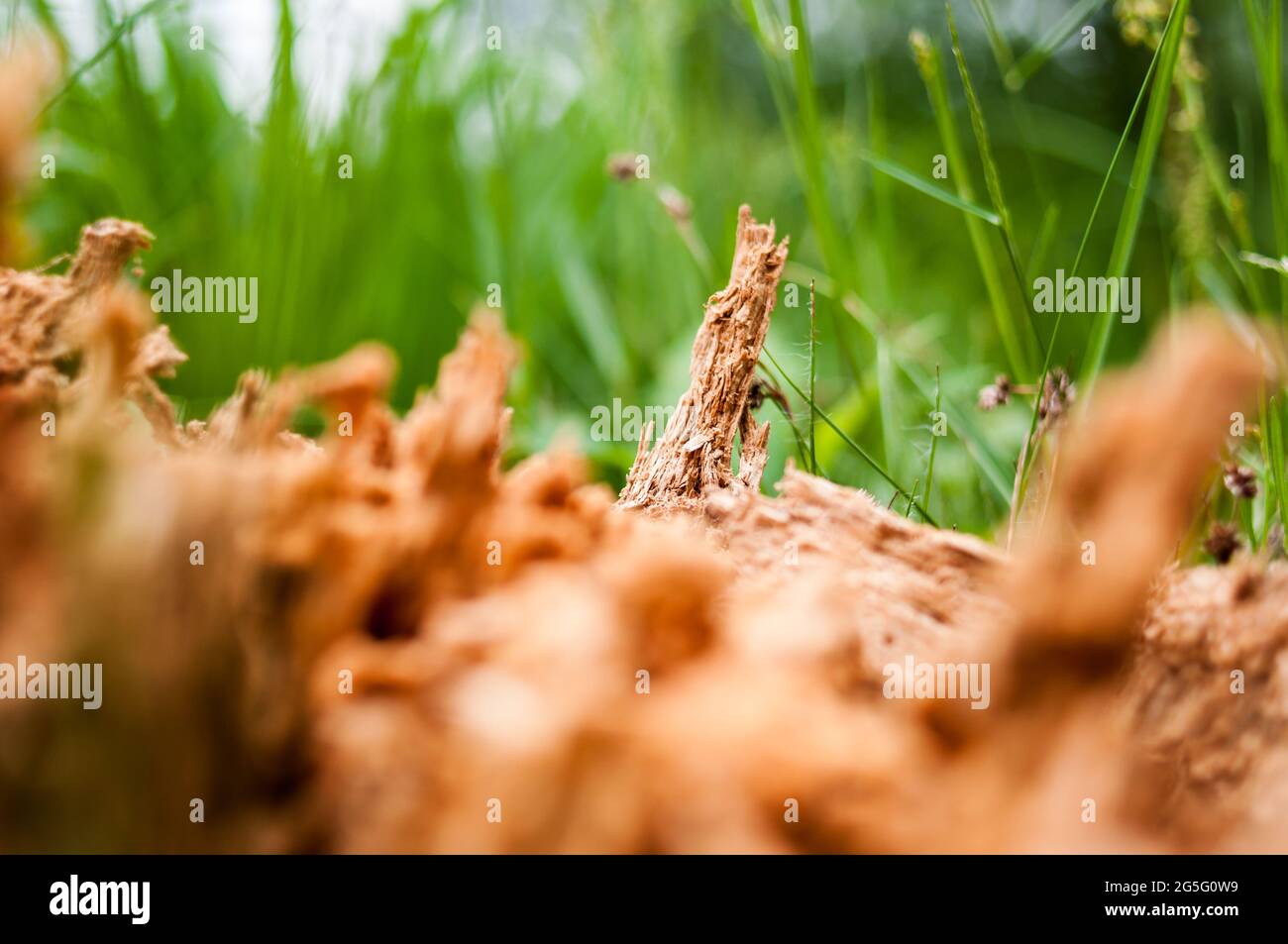 Close up of a tree stump that has been populated by ants. The corridors ...