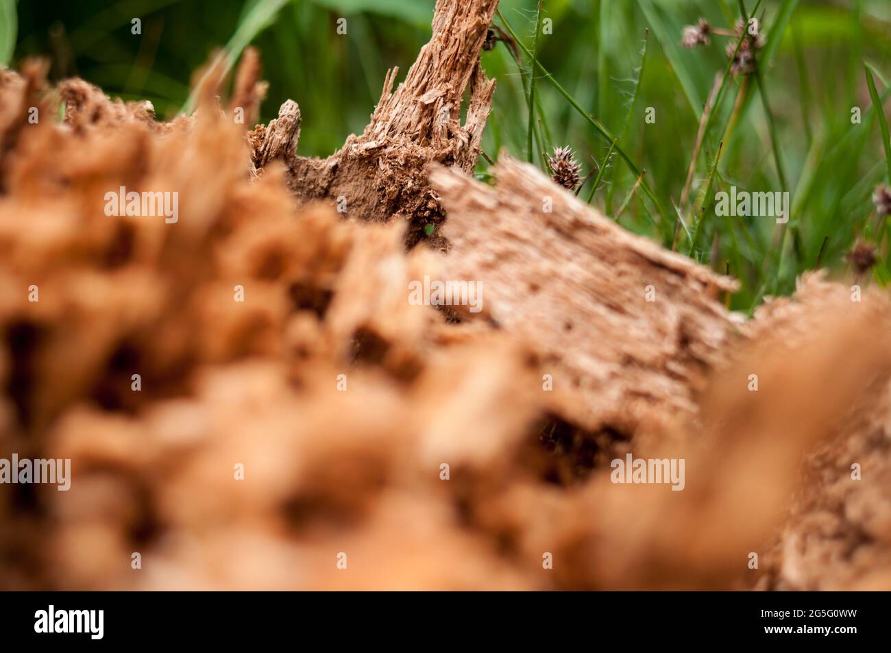 Green tree ant nest hi-res stock photography and images - Alamy