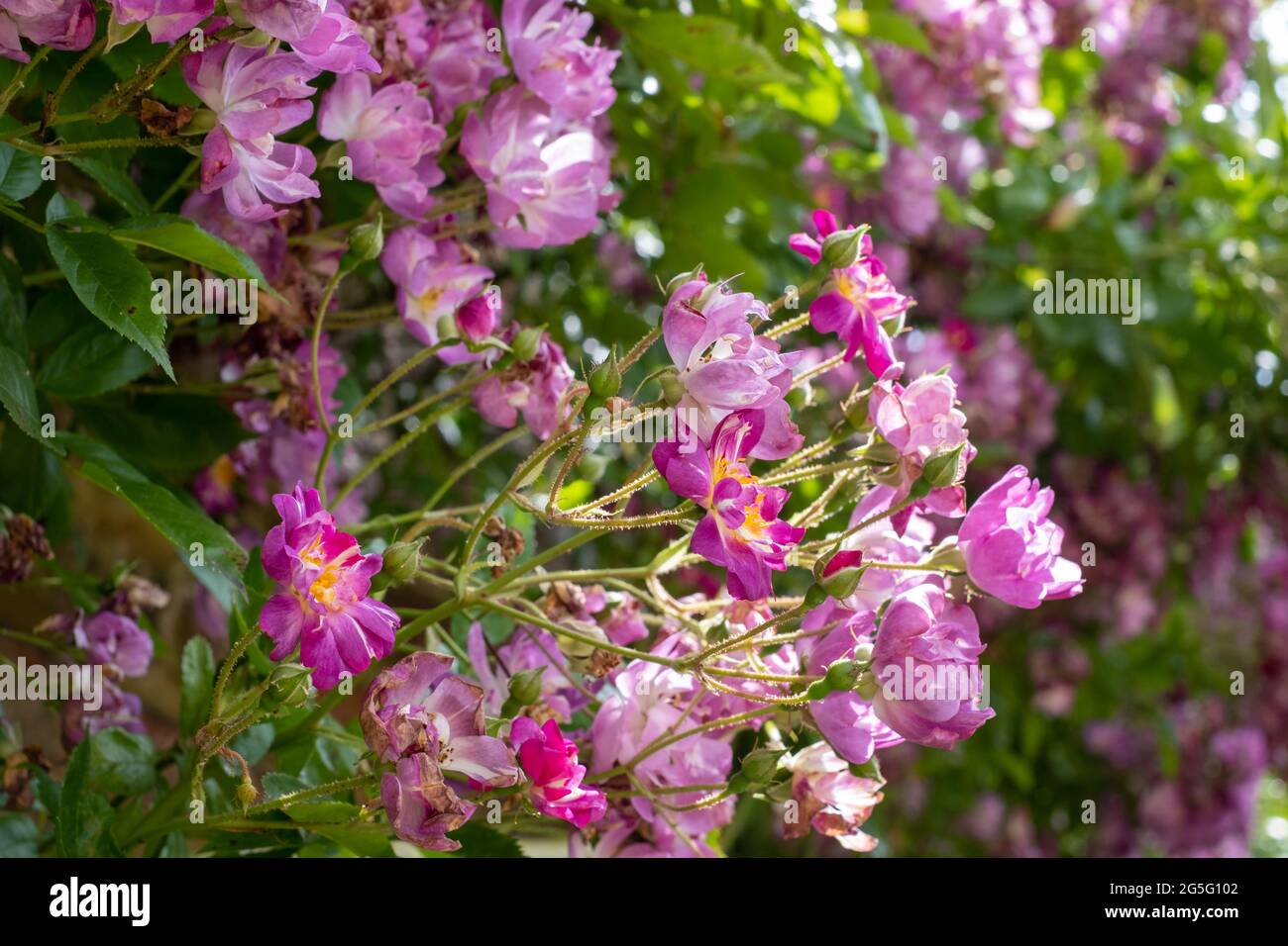 Velchenblau rambling rose with purple magenta flowers surrounding a ...