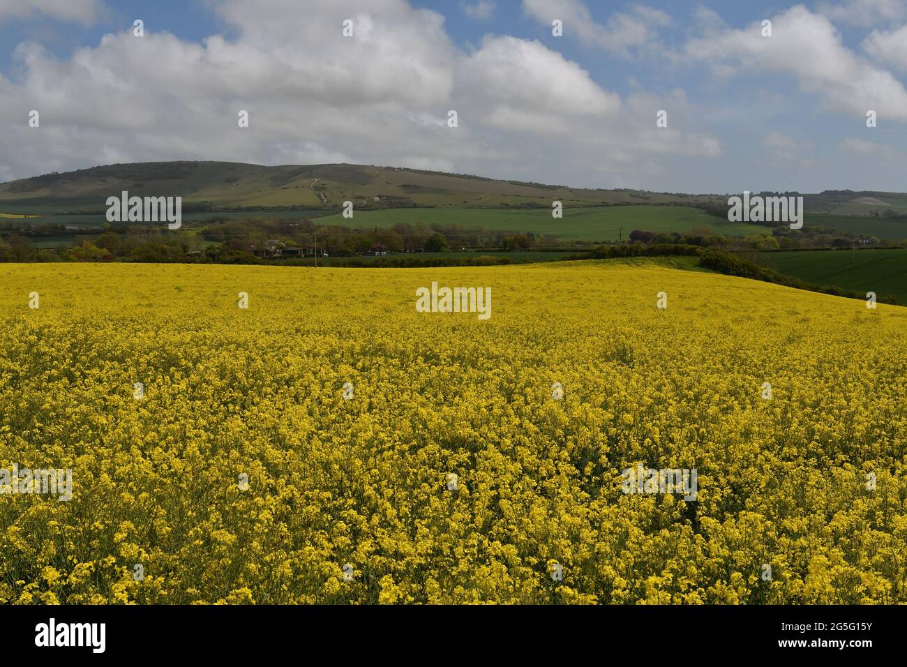 Rapeseed oil fields uk Stock Photo - Alamy