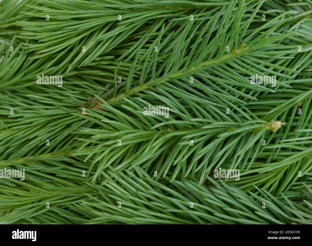 Beautiful green sprig young tree hi-res stock photography and images ...