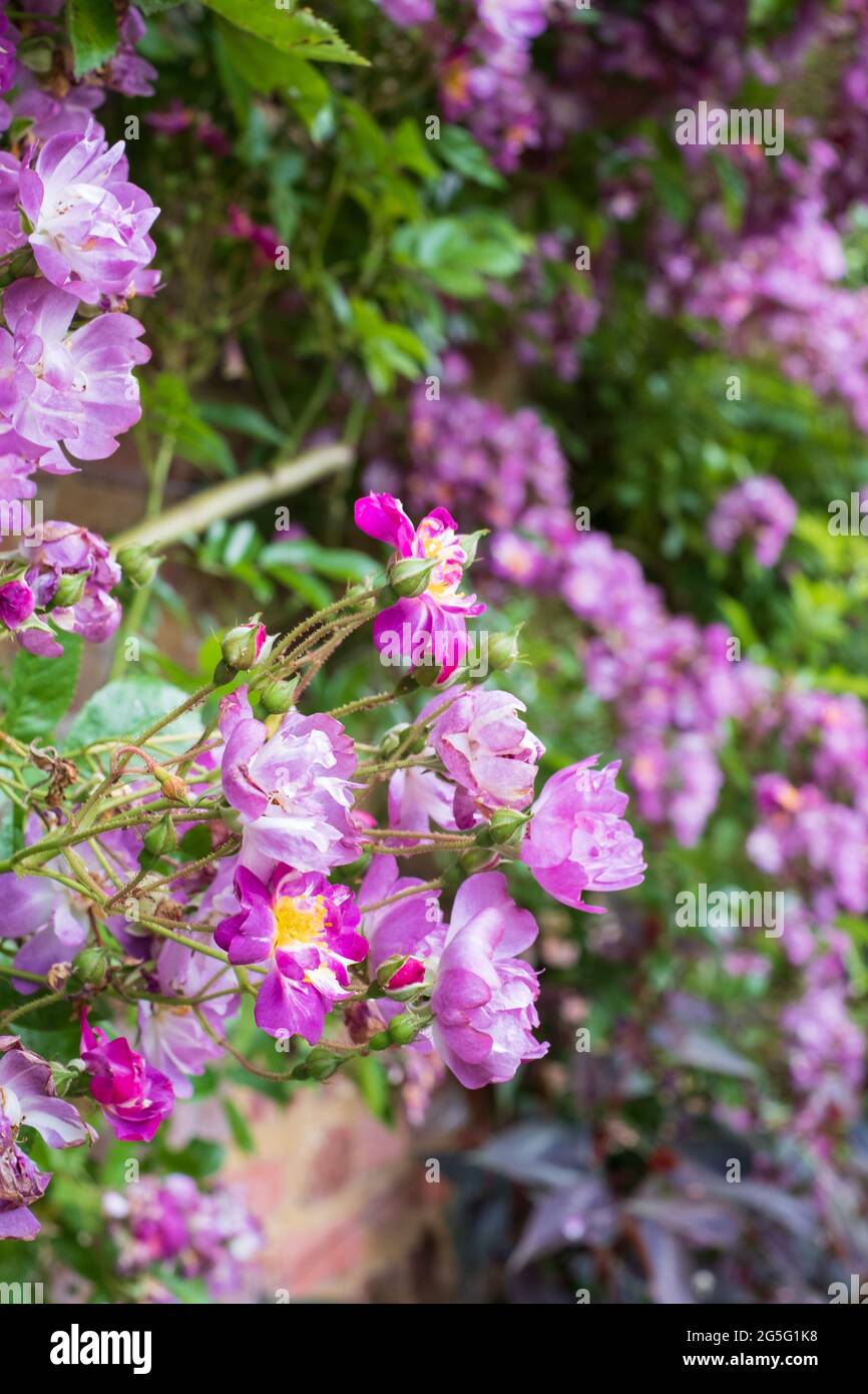 Purple rambler rose hi-res stock photography and images - Alamy