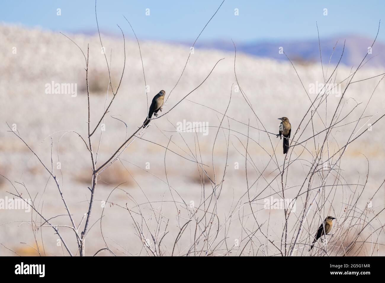 Close up shot of Great-tailed grackle at Nevada Stock Photo - Alamy