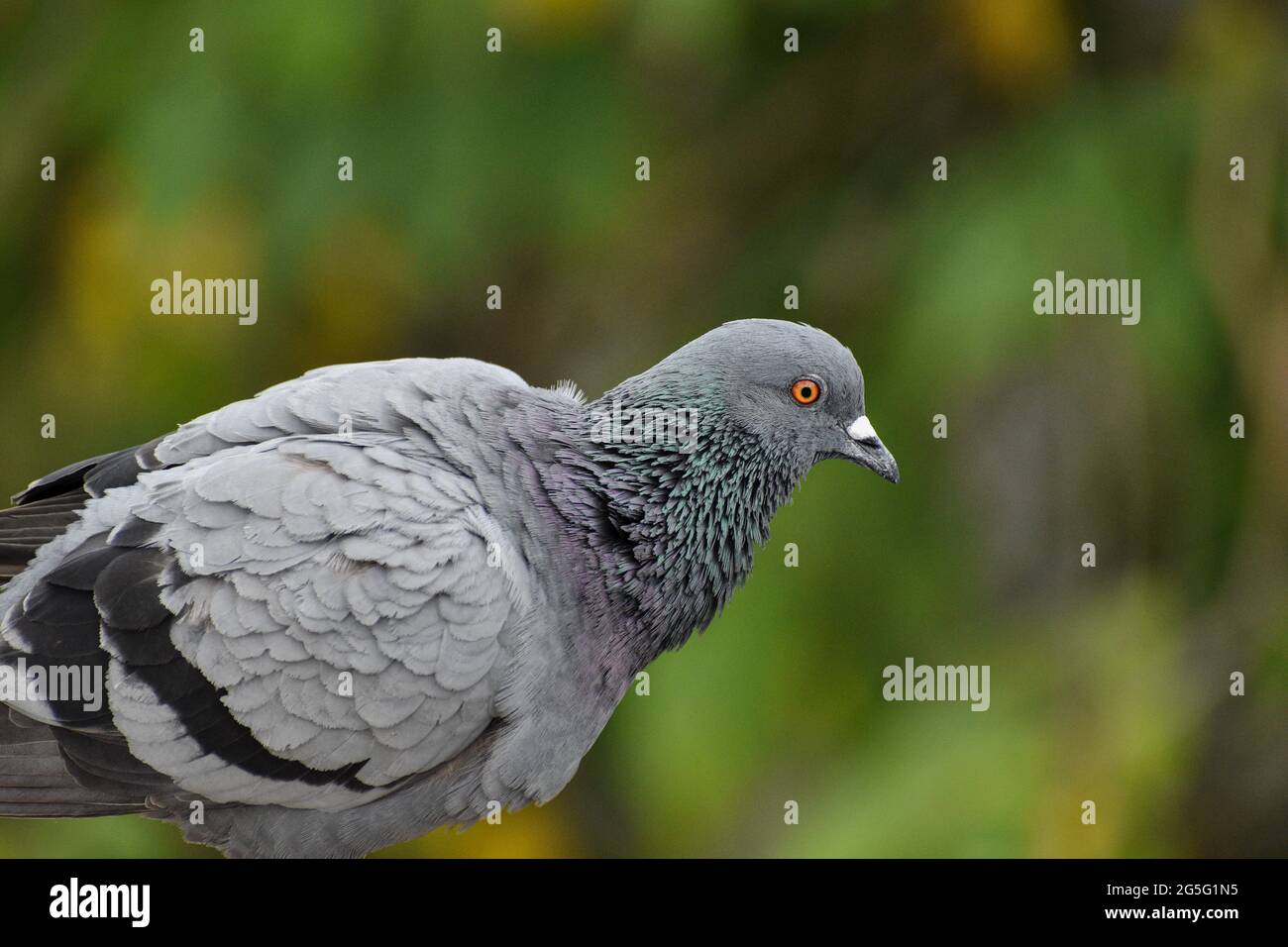 Beautiful pigeon hi-res stock photography and images - Alamy