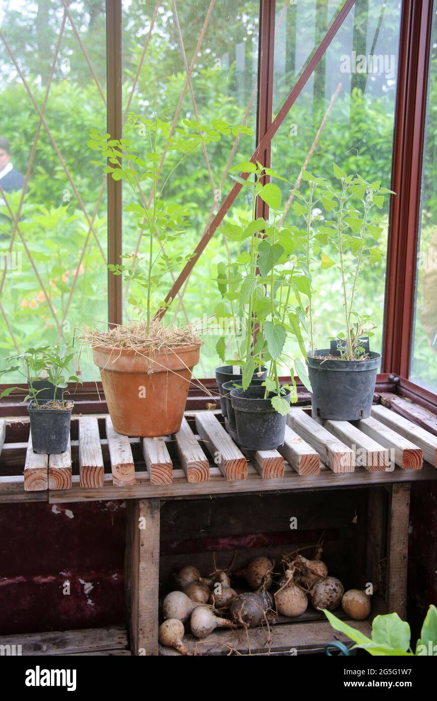 Interior of potting shed hi-res stock photography and images - Alamy