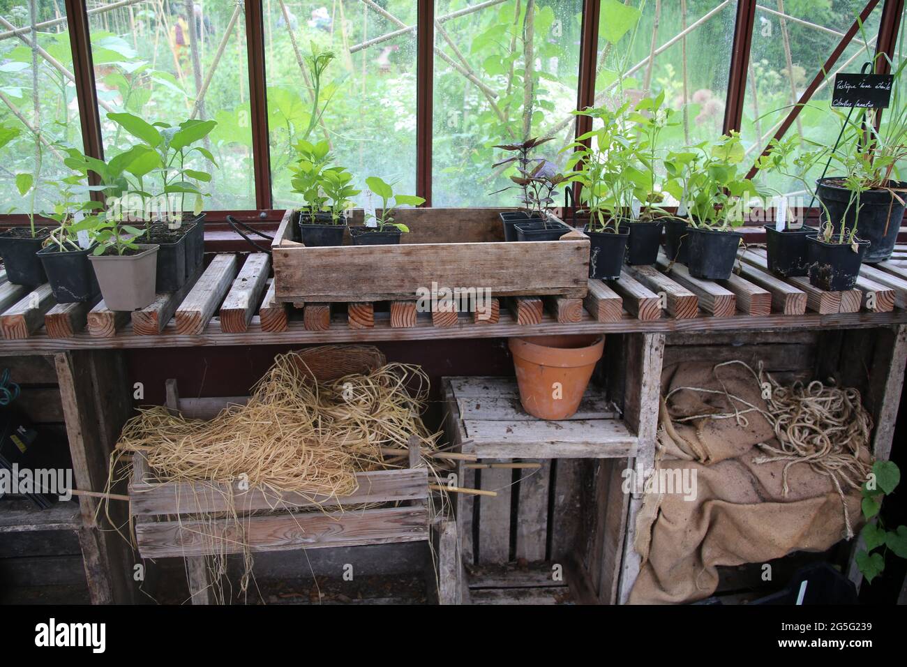 Inside a greenhouse hi-res stock photography and images - Alamy