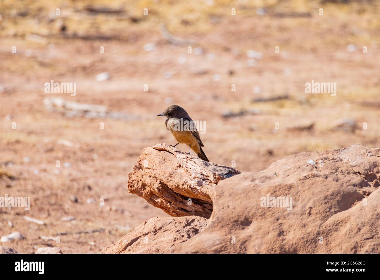 Close up shot of a beautiful Say's phoebe at Lake Mead National ...