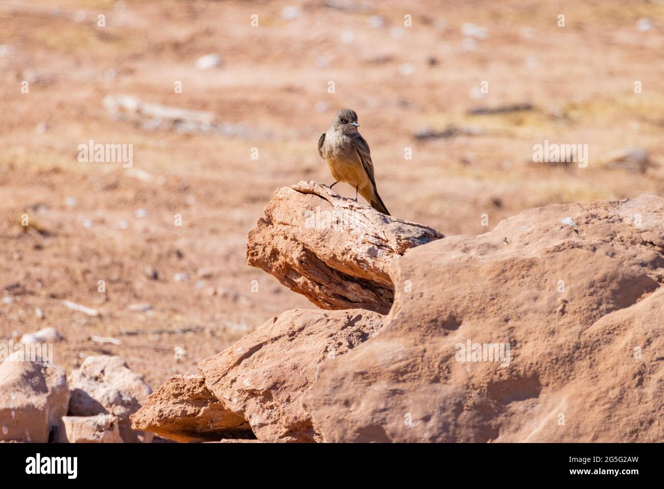 Close up shot of a beautiful Say's phoebe at Lake Mead National ...