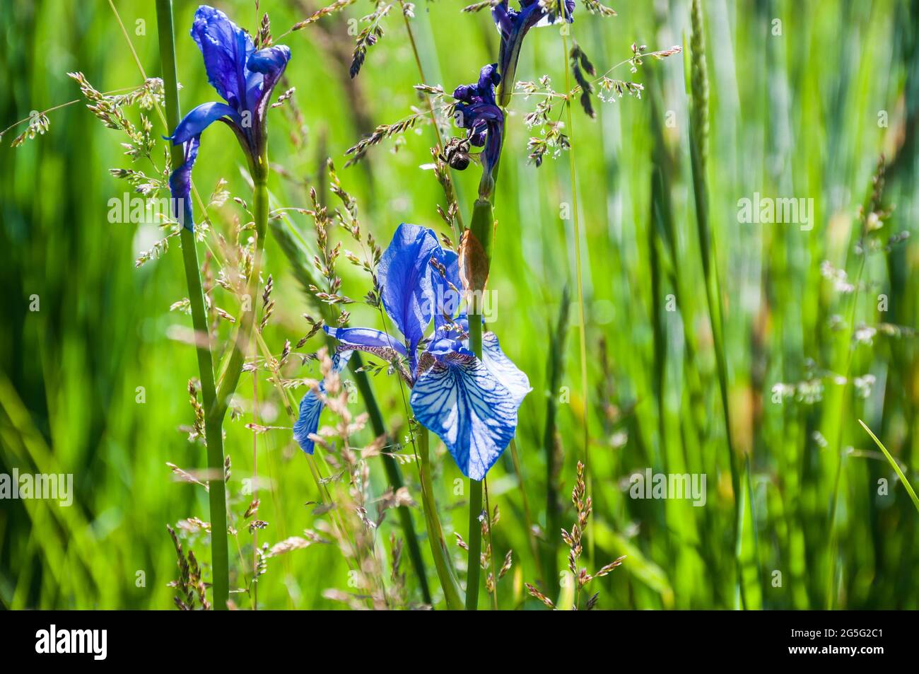 Wild form of the Siberian iris., Iris sibirica. An endangered species ...