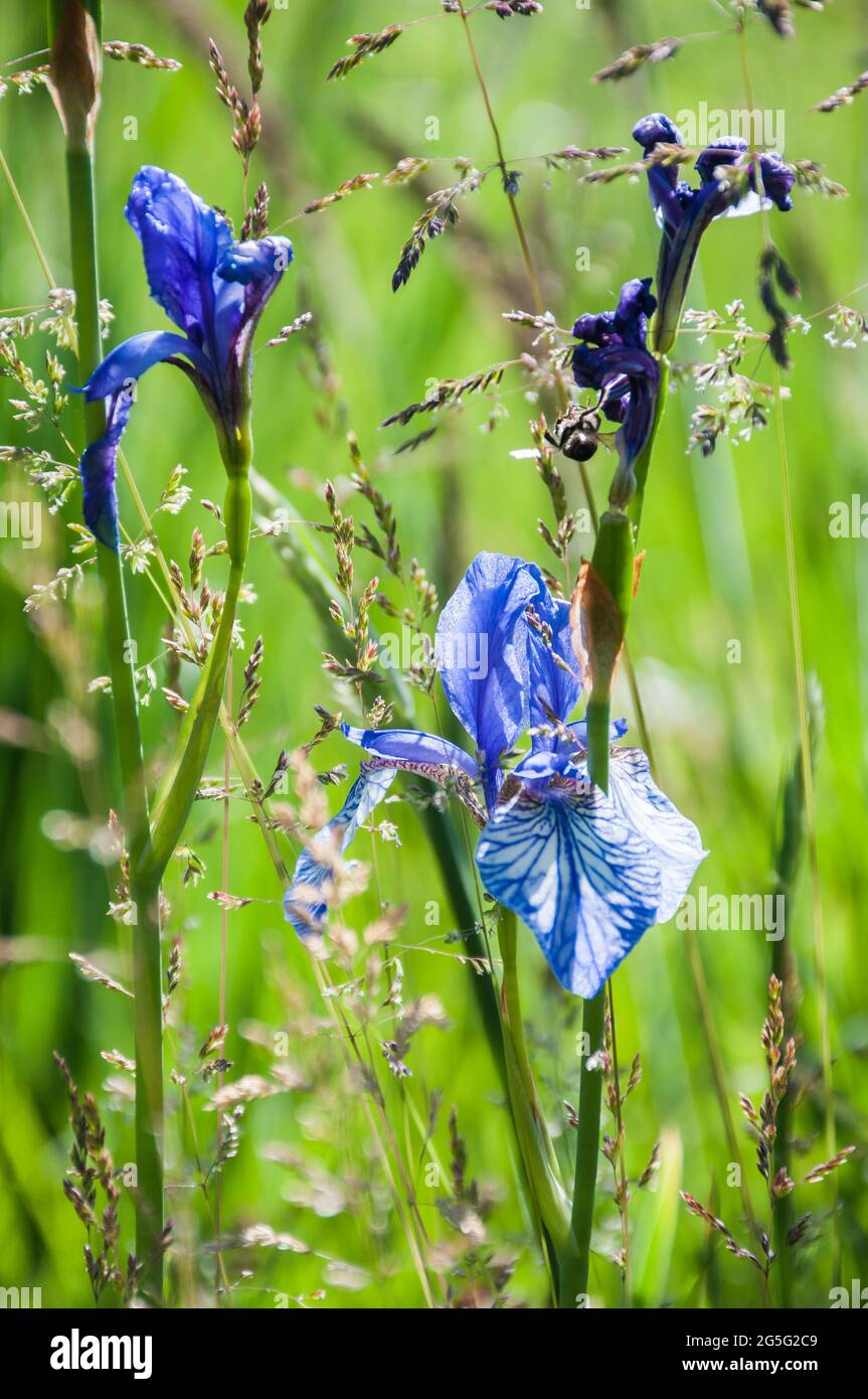 Wild form of the Siberian iris., Iris sibirica. An endangered species ...