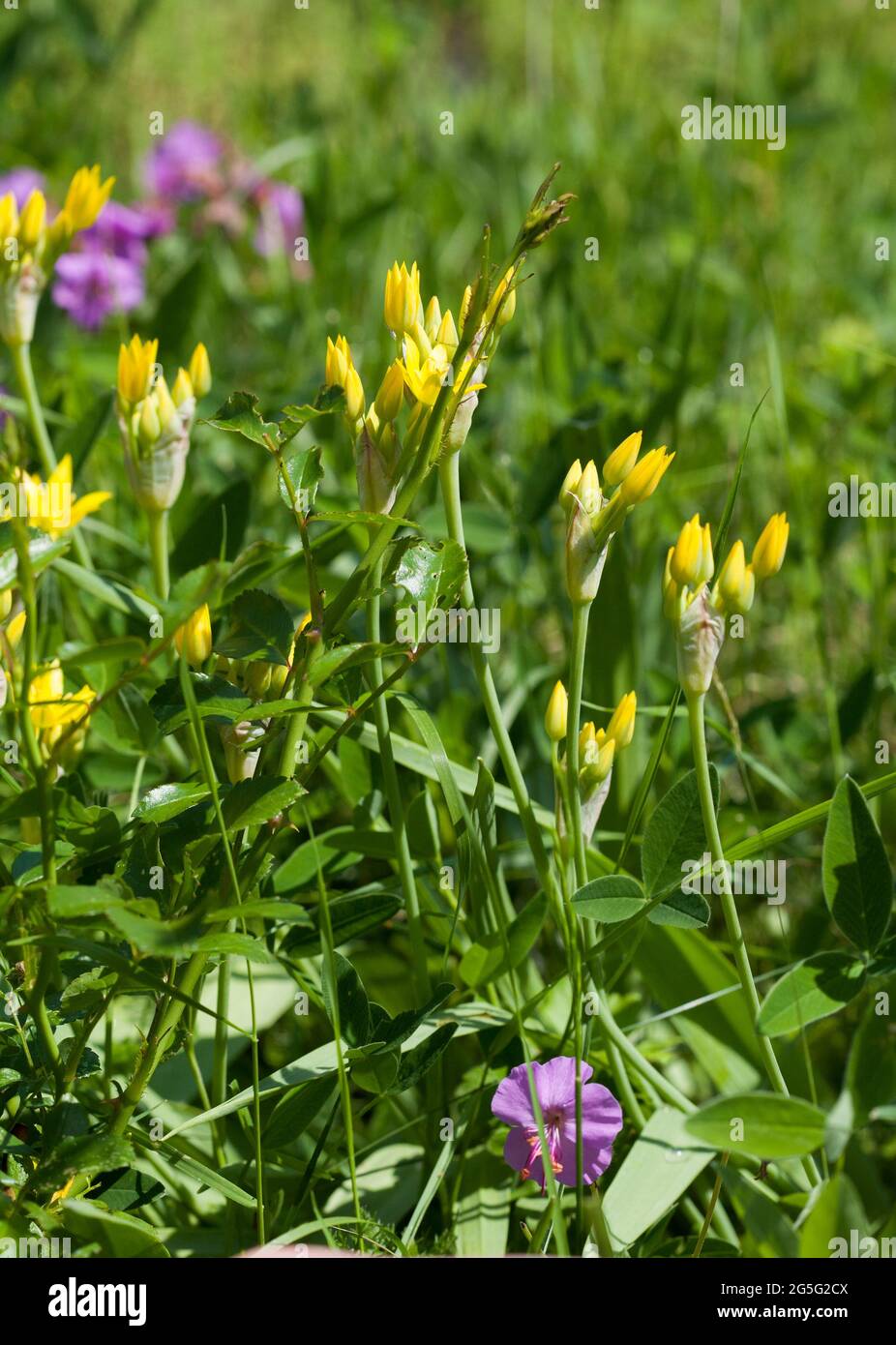 ALLIUM MOLY yellow garlic Stock Photo - Alamy