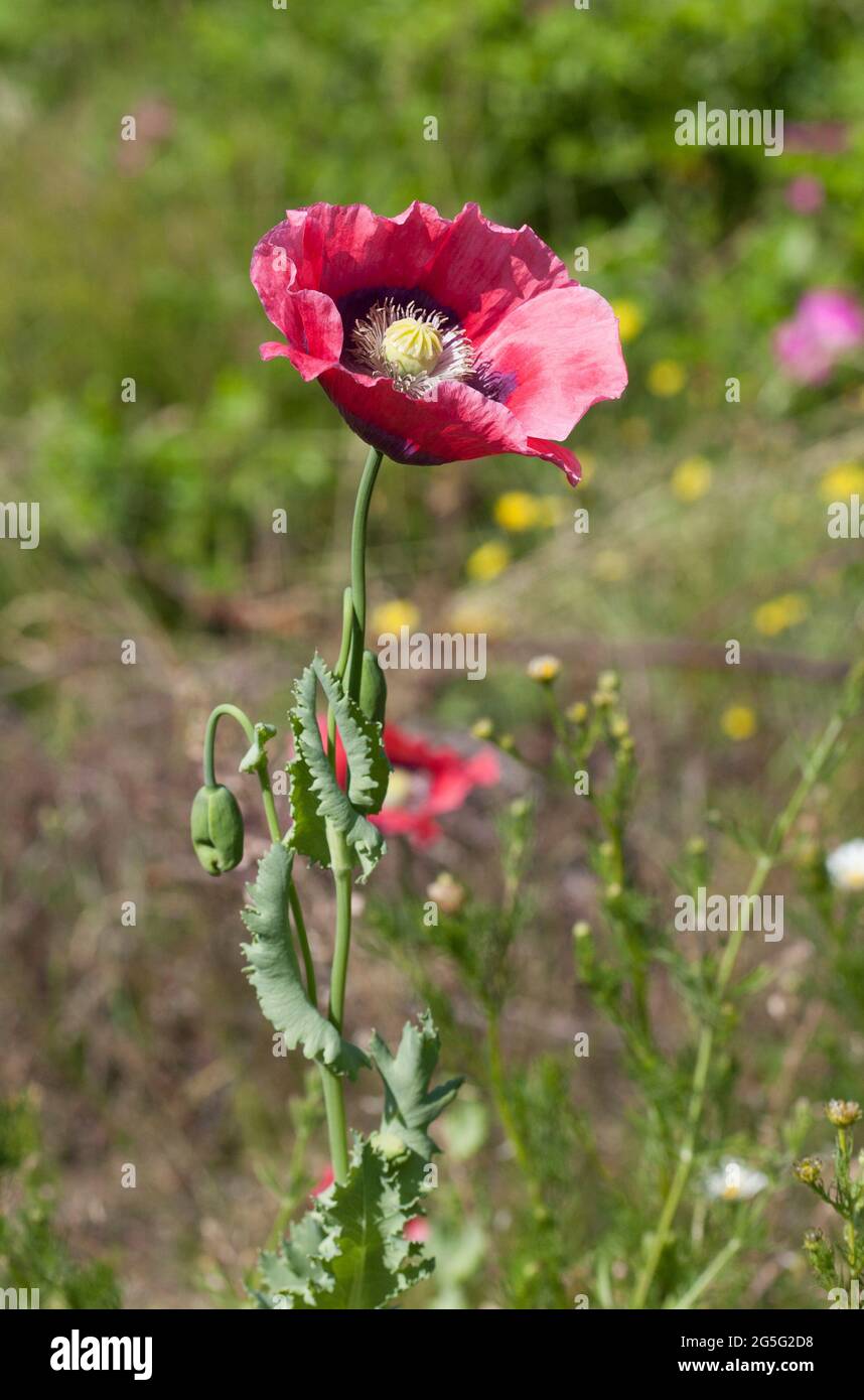 Papaveraceae poppy family hi-res stock photography and images - Alamy