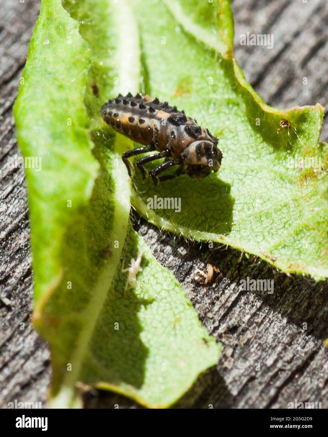 COCCINELLIDAE Lady bug larva stage Stock Photo - Alamy
