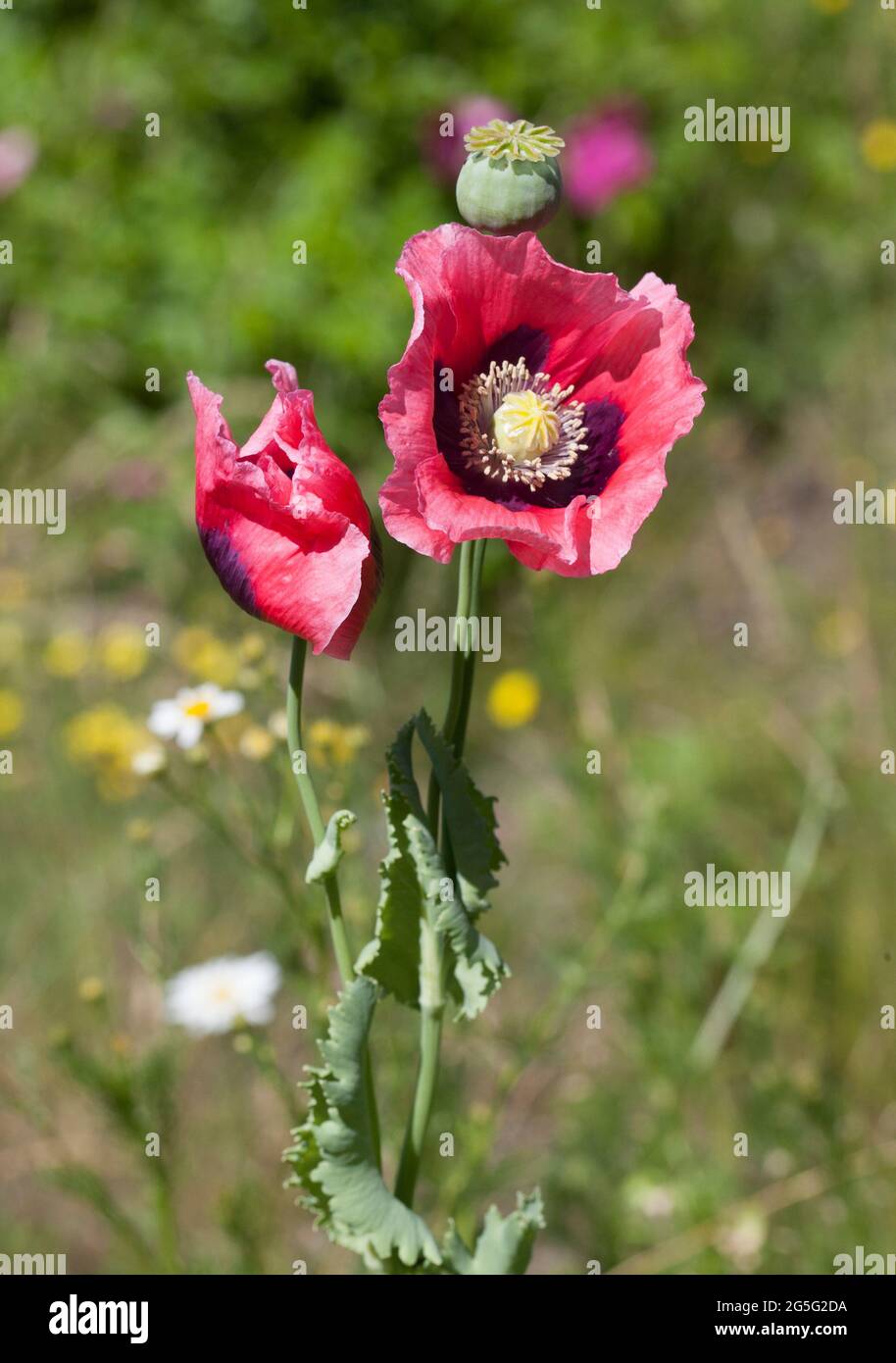 The papaveraceae family hi-res stock photography and images - Alamy
