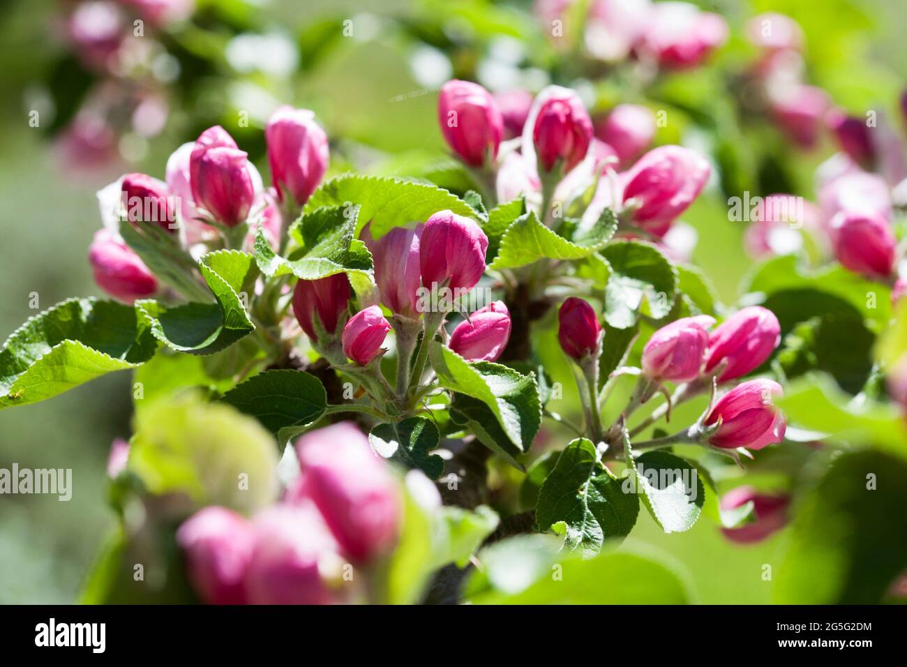 Cluster of apple blossom hi-res stock photography and images - Alamy