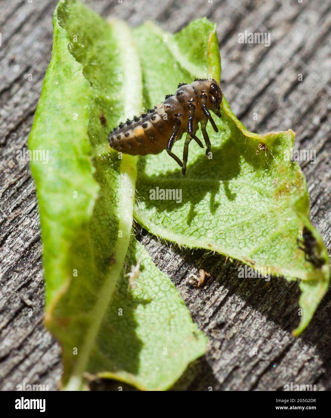Coccinellidae larva hi-res stock photography and images - Alamy