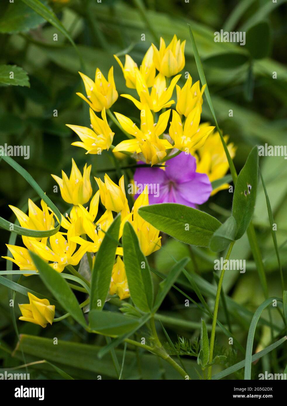 ALLIUM MOLY yellow garlic Stock Photo - Alamy