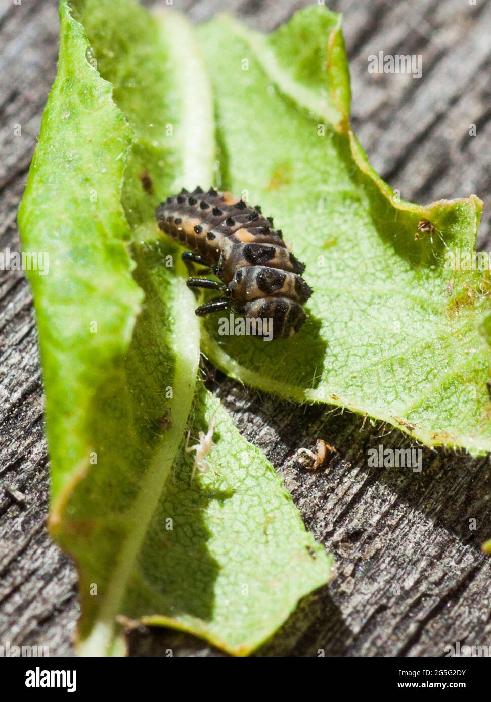 Coccinellidae larva hi-res stock photography and images - Alamy