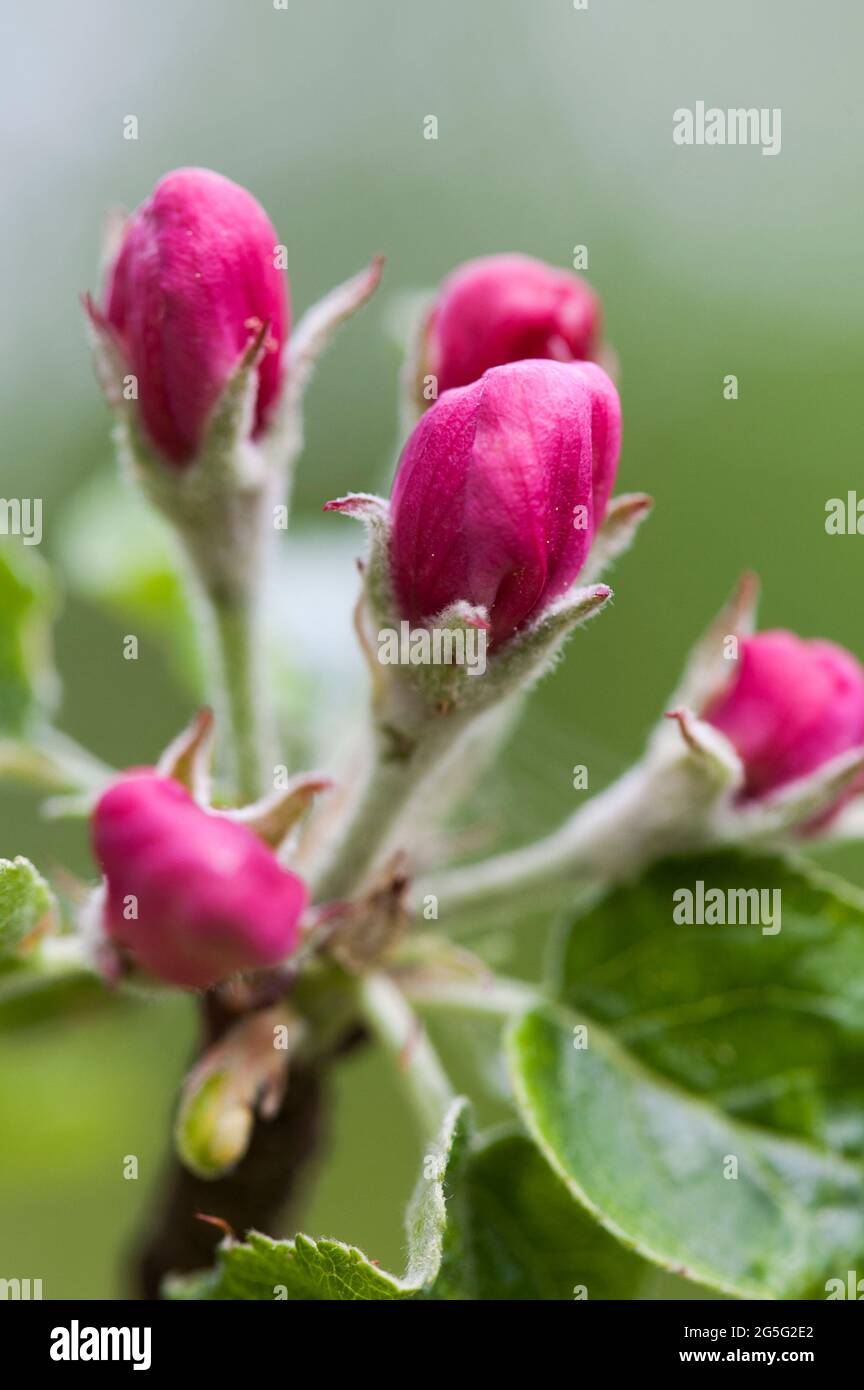Cluster of apple flowers hi-res stock photography and images - Alamy