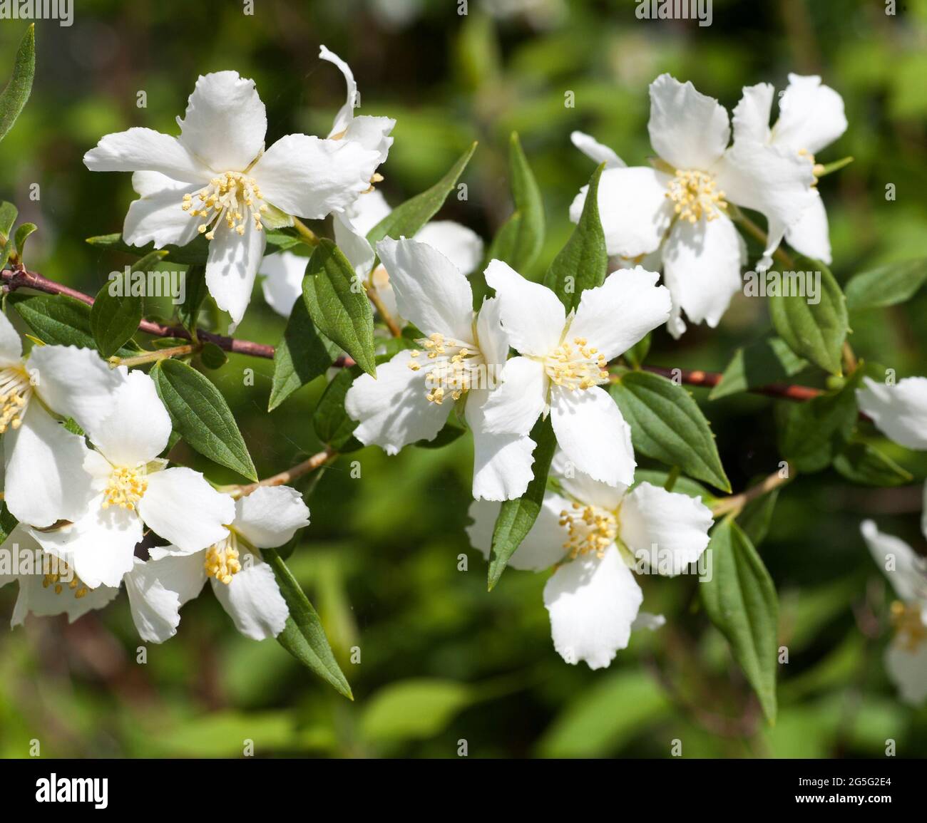 Philadelphus mock orange flower hi-res stock photography and images - Alamy
