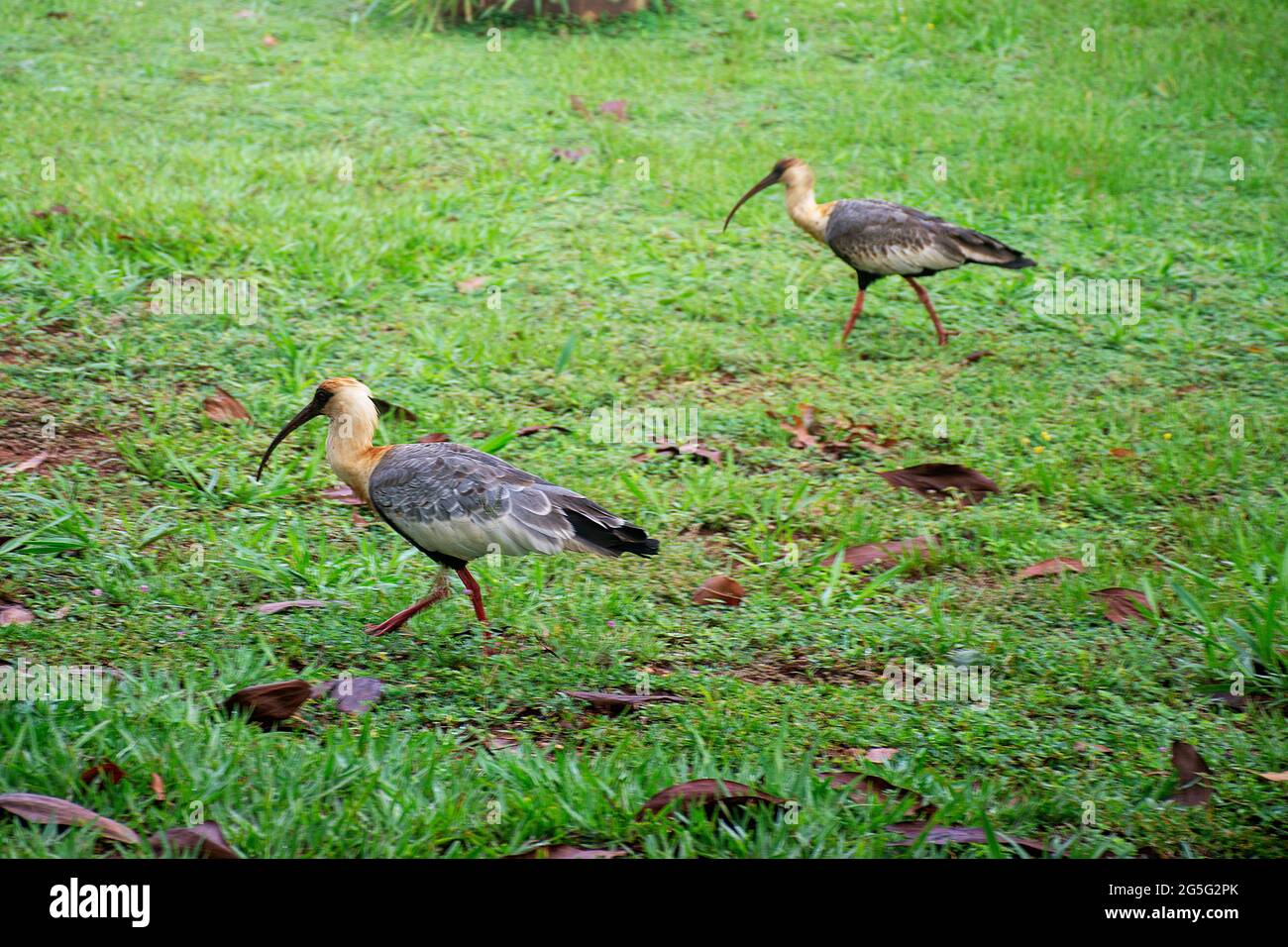 curicaca bird walking on farm pasture in Pantanal. Bird with brown eyes ...