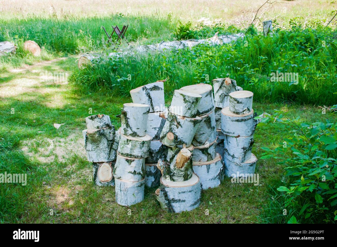 Cutting up a birch with a handsaw. It is a storm damage. Stacked tree ...