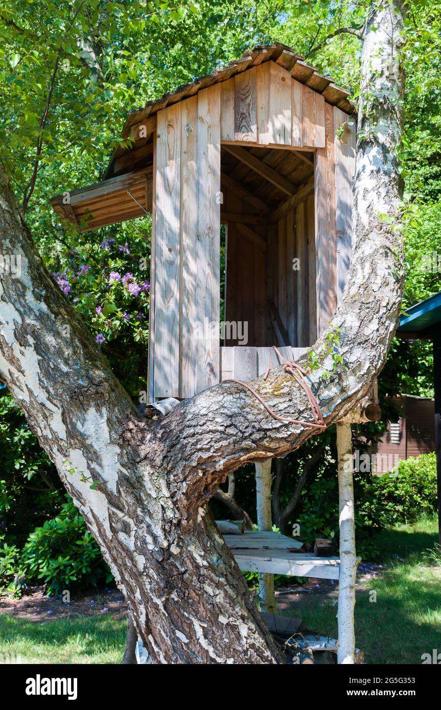 Tree house in a branched birch tree, small playhouse high up in a ...
