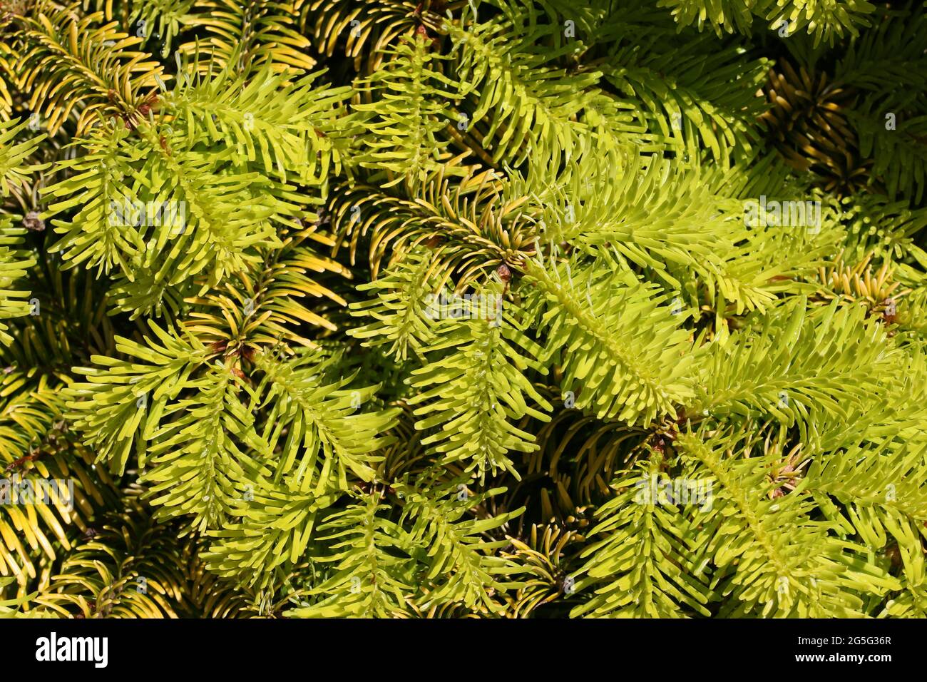 Abies nordmanniana ‘golden spreader’ hi-res stock photography and ...