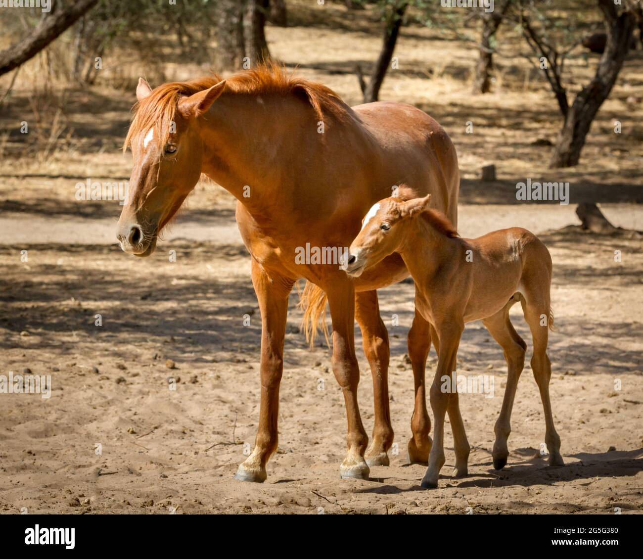 Little forest animals hi-res stock photography and images - Alamy