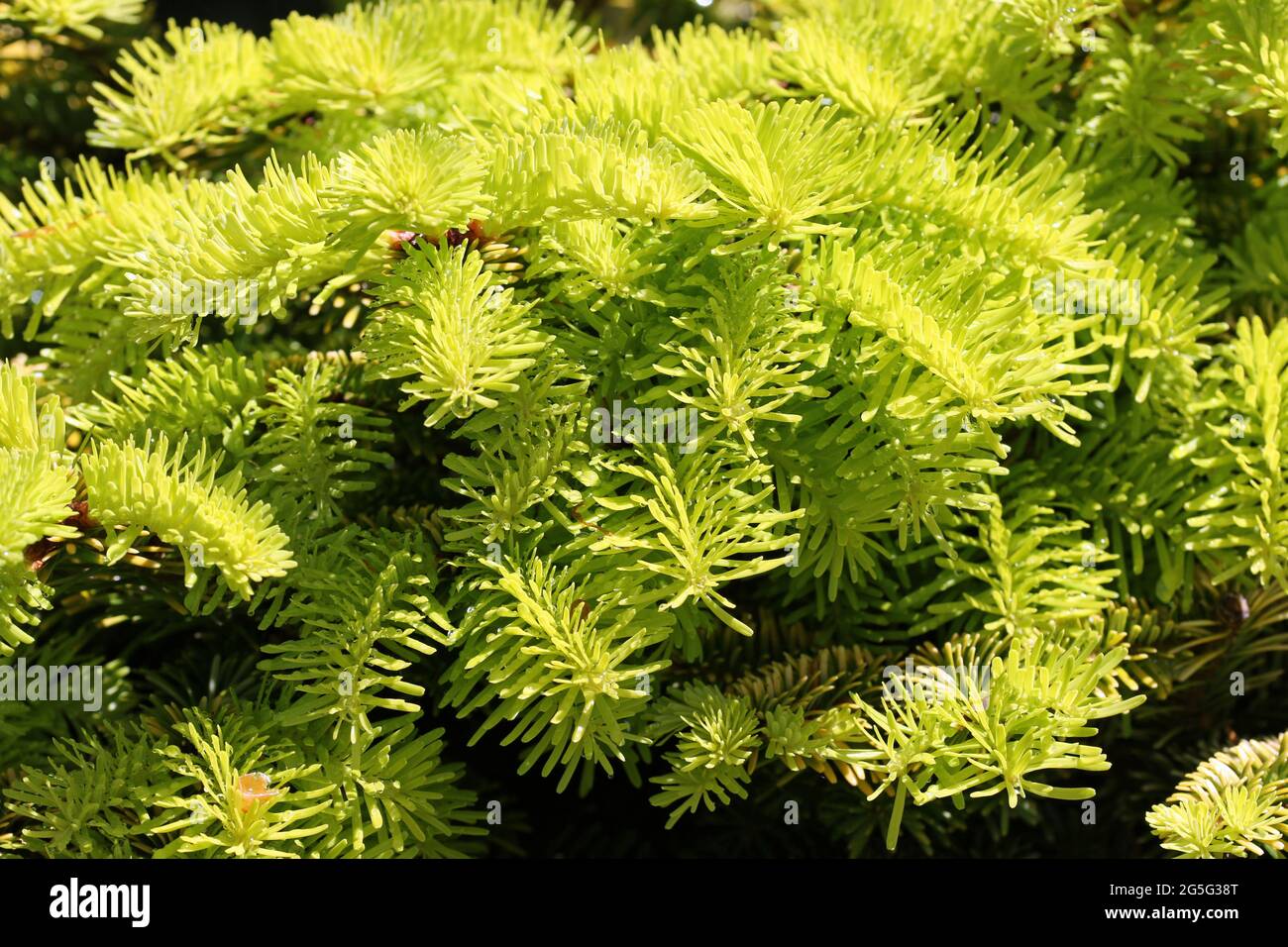 Golden spreader hi-res stock photography and images - Alamy