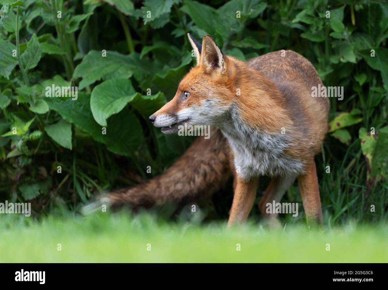 A wild Red Fox (Vulpes vulpes) emerging from the undergrowth, Warwickshire Stock Photo - Alamy