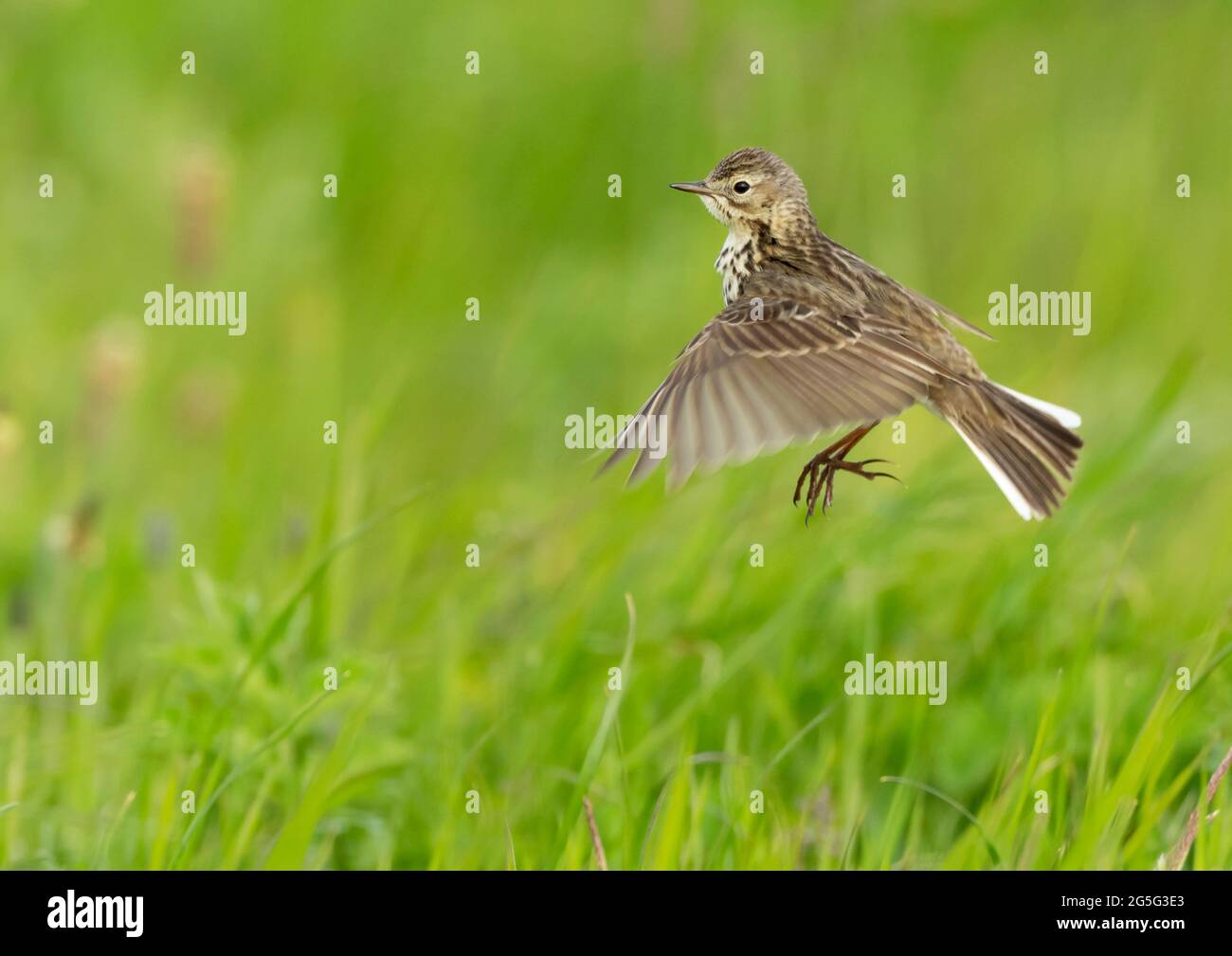 Meadow pipit song flight hi-res stock photography and images - Alamy
