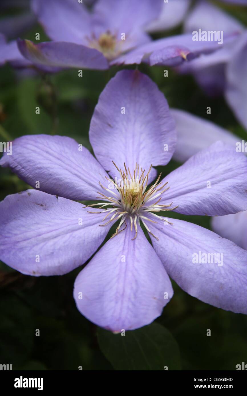 Blue gardens hi-res stock photography and images - Alamy