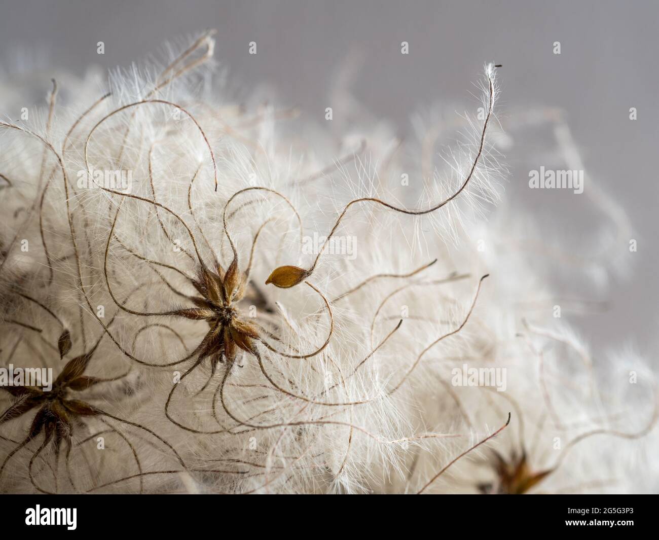 a full frame close up macro detail view of elegant delicate clemetis ...