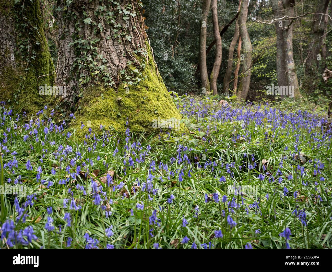 a trunk covered in lime green moss growing up bark with purple blue ...