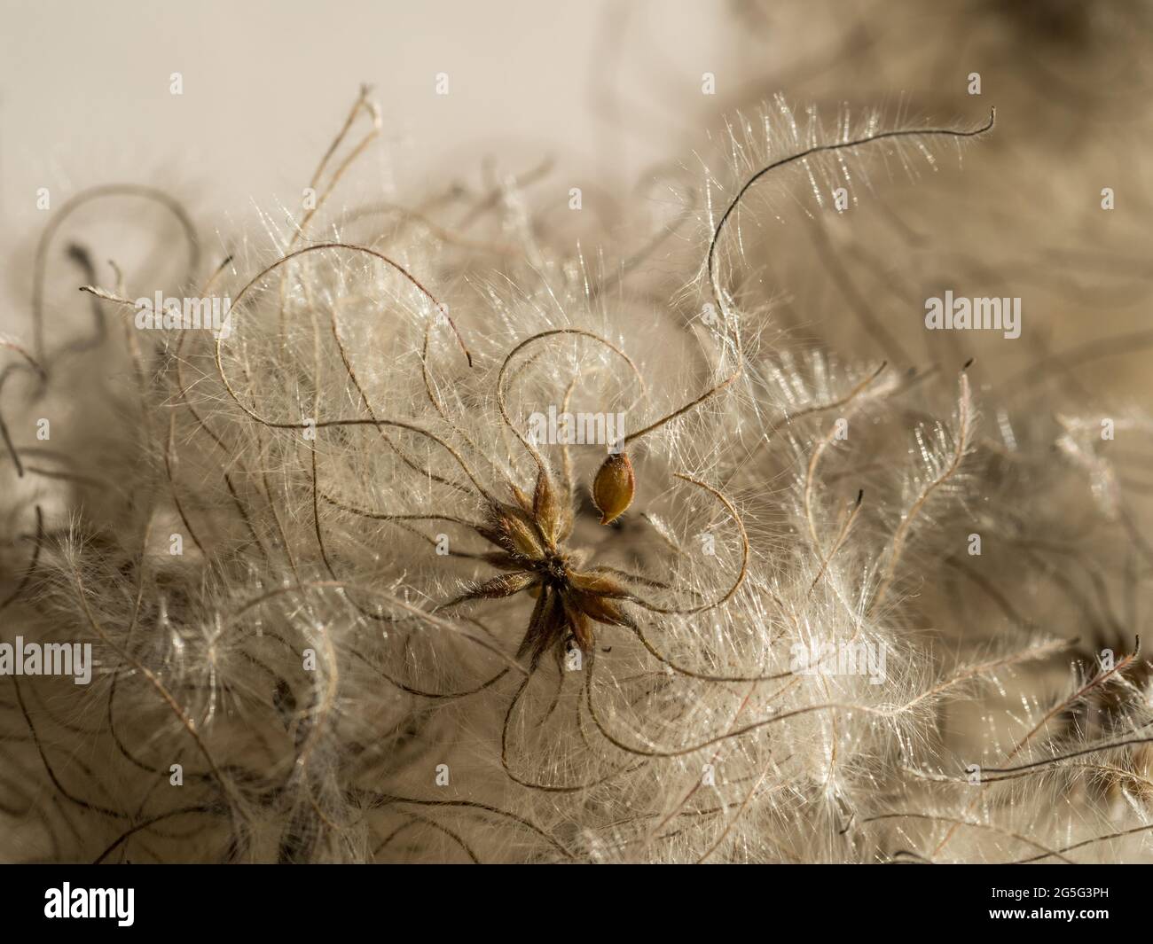 a full frame close up macro detail view of elegant delicate clemetis ...