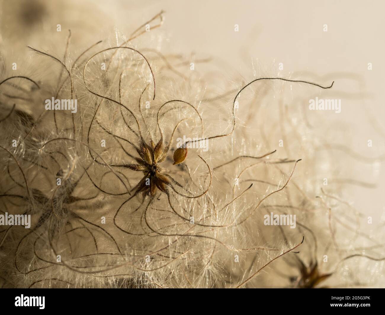 a full frame close up macro detail view of elegant delicate clemetis ...