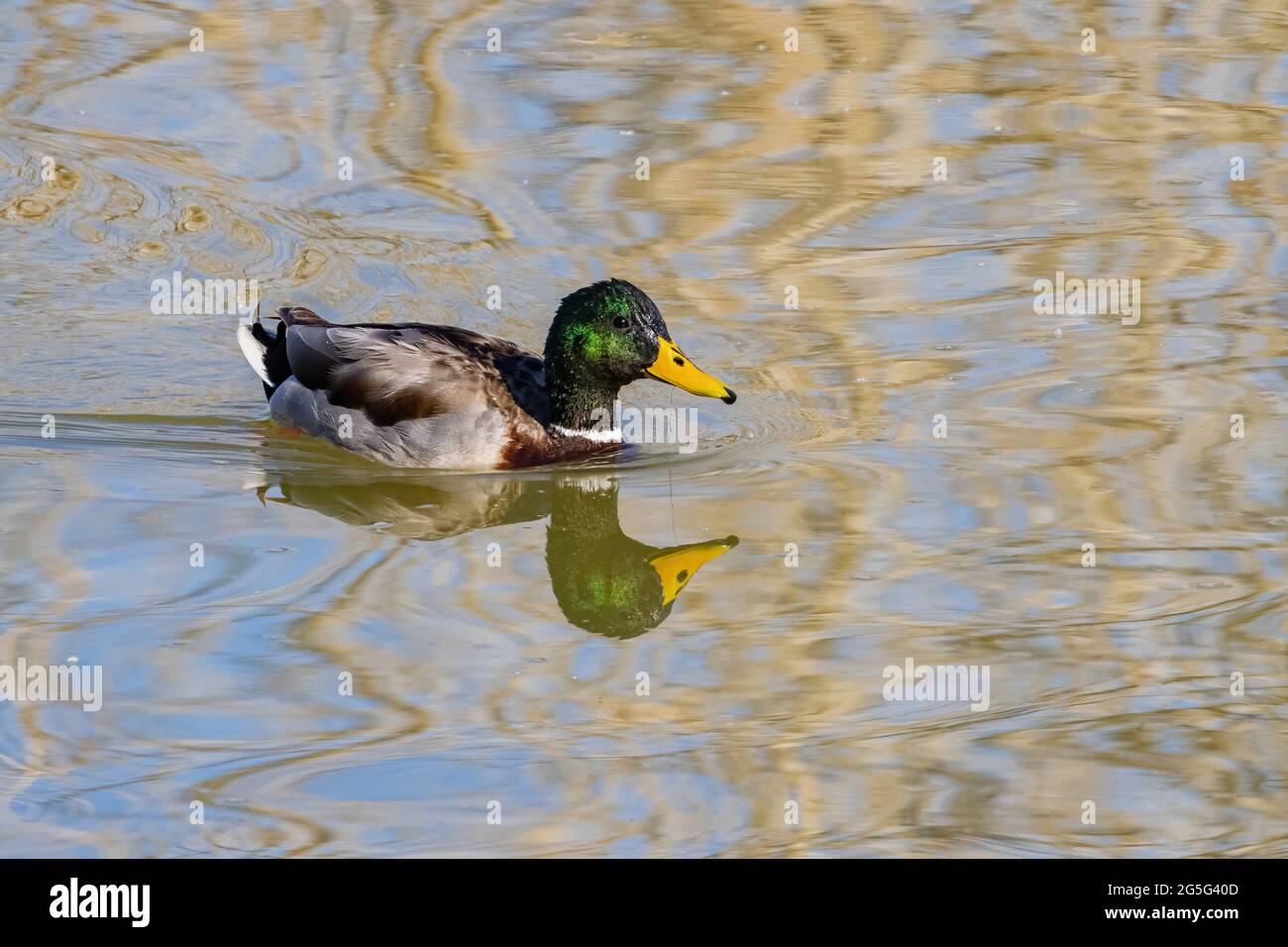Close up shot of cute Domestic duck swimming at Nevada Stock Photo - Alamy