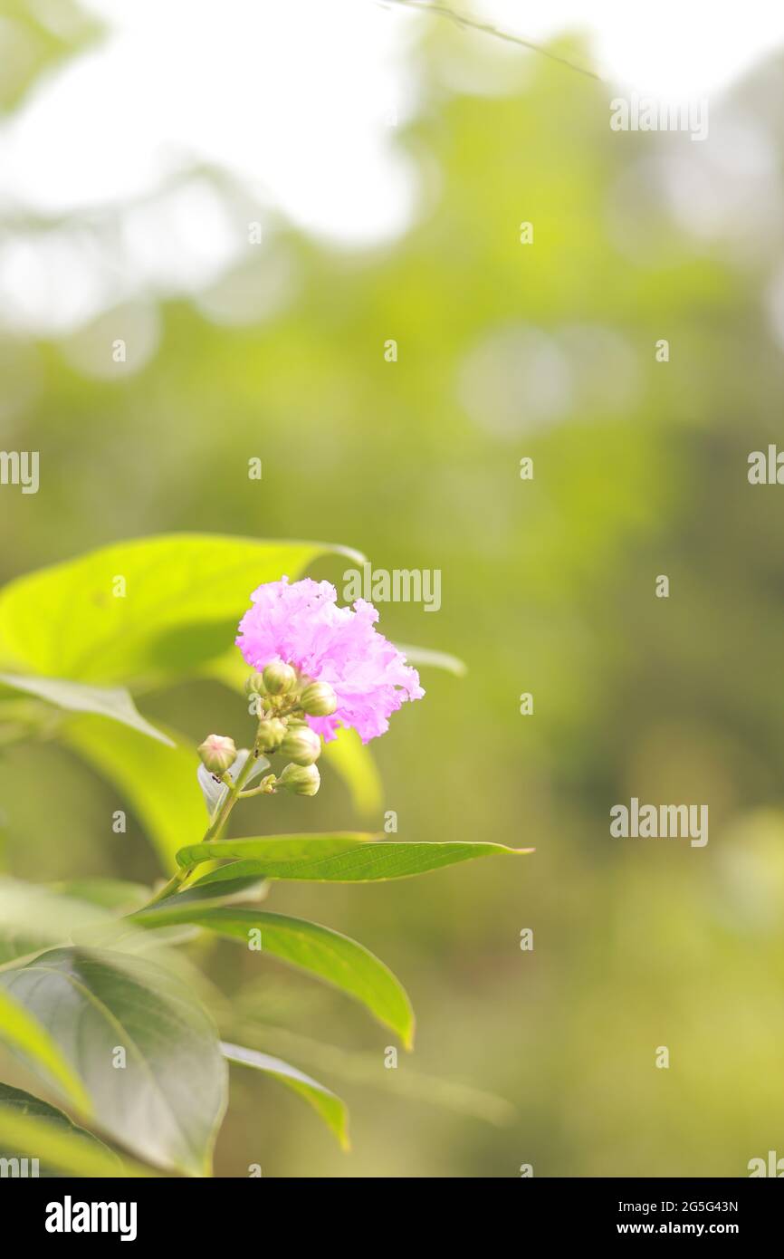 Beautiful purple flower of Lagerstroemia speciosa (giant crape-myrtle ...