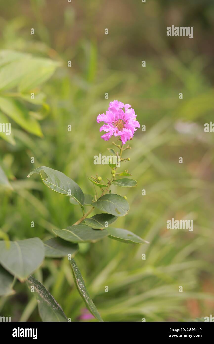 Beautiful purple flower of Lagerstroemia speciosa (giant crape-myrtle ...