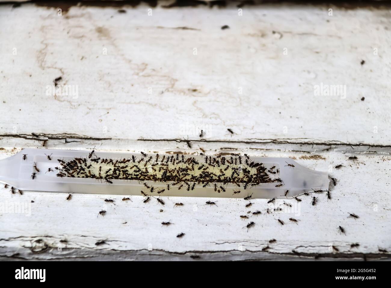 Ant poison trap filled with ants - dead and alive - sitting on old wood ...